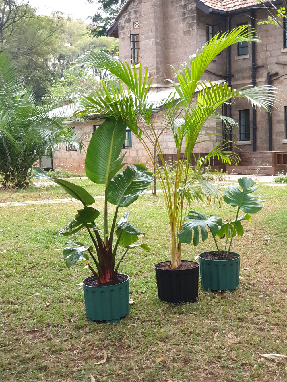 Planty Kenya | Indoor Plants, Pots and more | Shop now!