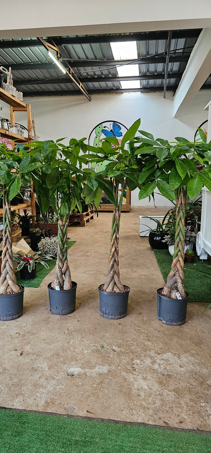 Braided Money Tree (Ficus Pachira) – Planty Kenya