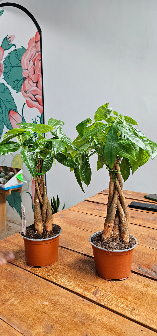 Braided Money Tree Small (Ficus Pachira) – Planty Kenya