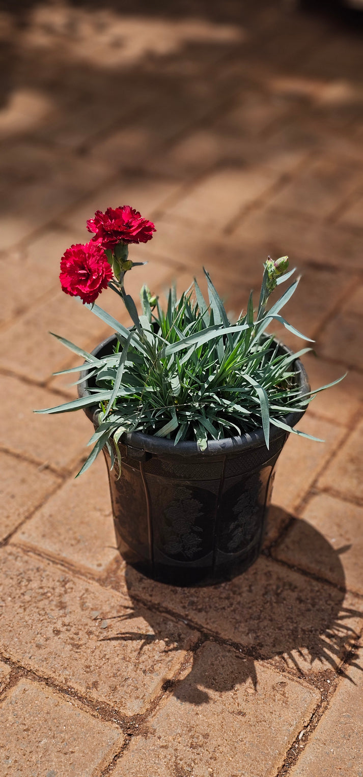 Carnation – Planty Kenya