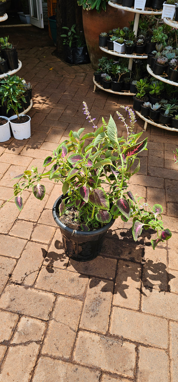 Coleus – Planty Kenya