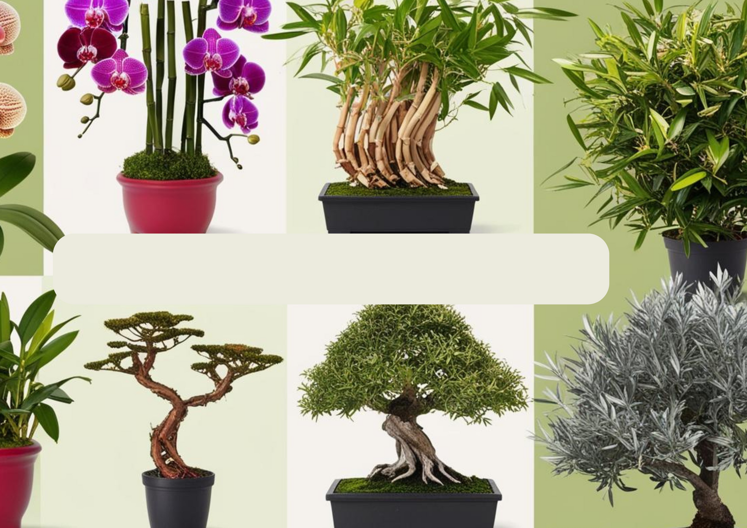 Planty Kenya | Indoor Plants, Pots and more | Shop now!