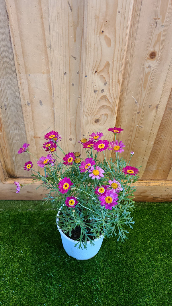 Daisy – Planty Kenya