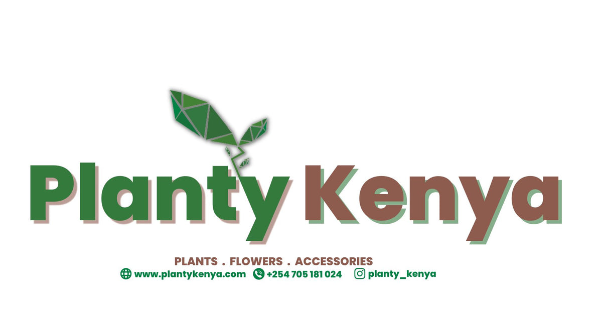 Planty Kenya | Indoor Plants, Pots and more | Shop now!
