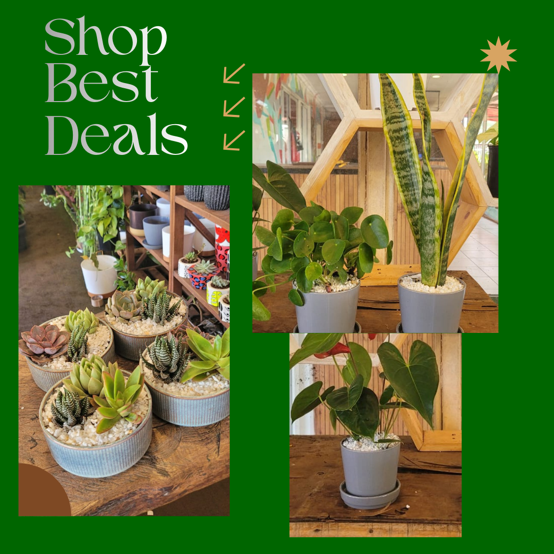 Planty Kenya | Indoor Plants, Pots and more | Shop now!