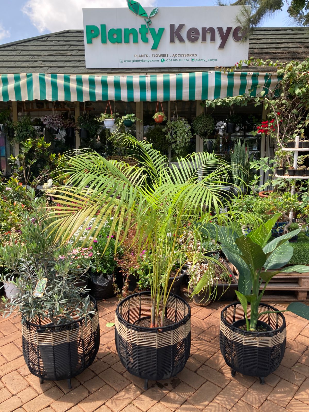 Planty Kenya | Indoor Plants, Pots and more | Shop now!