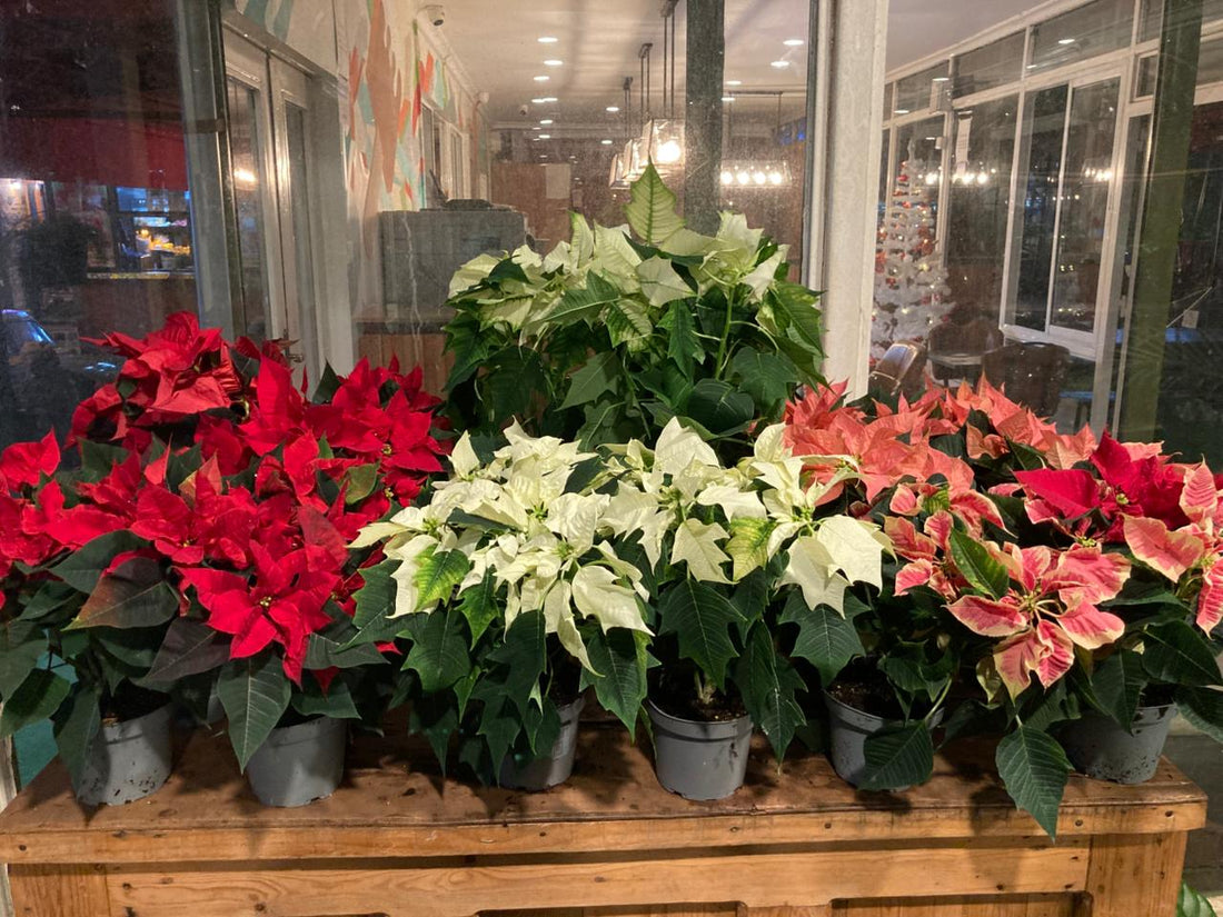 Planty Kenya | Indoor Plants, Pots and more | Shop now!