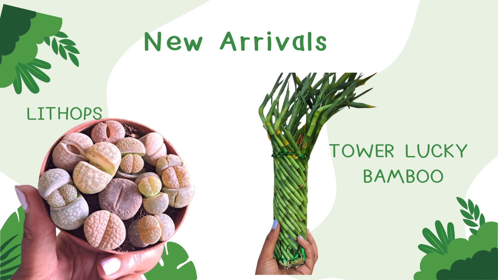 Planty Kenya | Indoor Plants, Pots and more | Shop now!