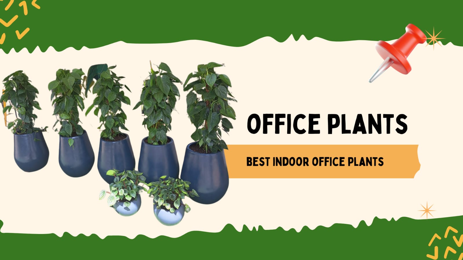Planty Kenya | Indoor Plants, Pots and more | Shop now!