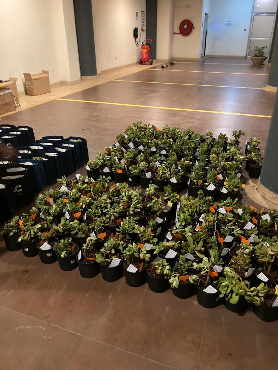Planty Kenya | Indoor Plants, Pots and more | Shop now!