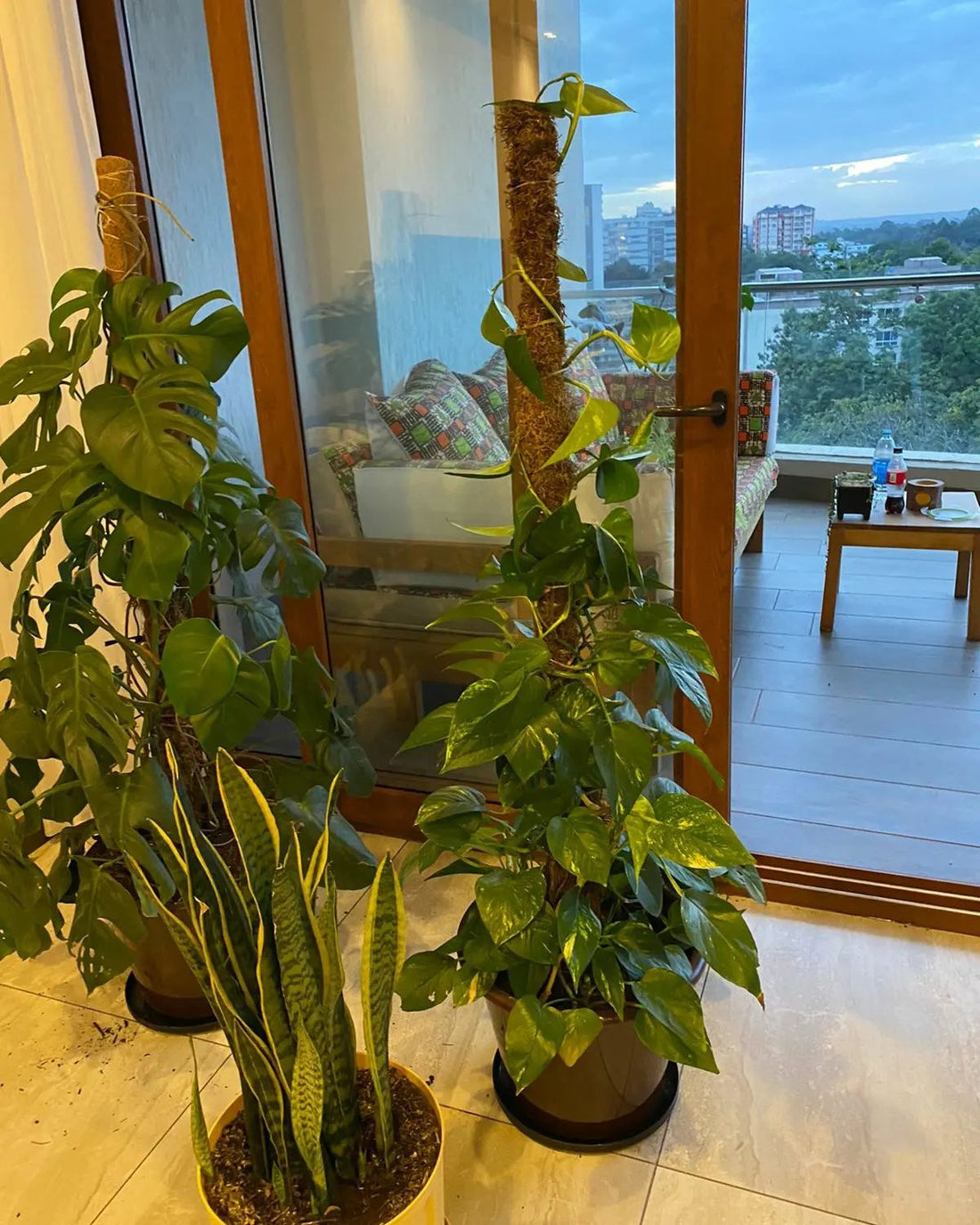 Planty Kenya | Indoor Plants, Pots and more | Shop now!