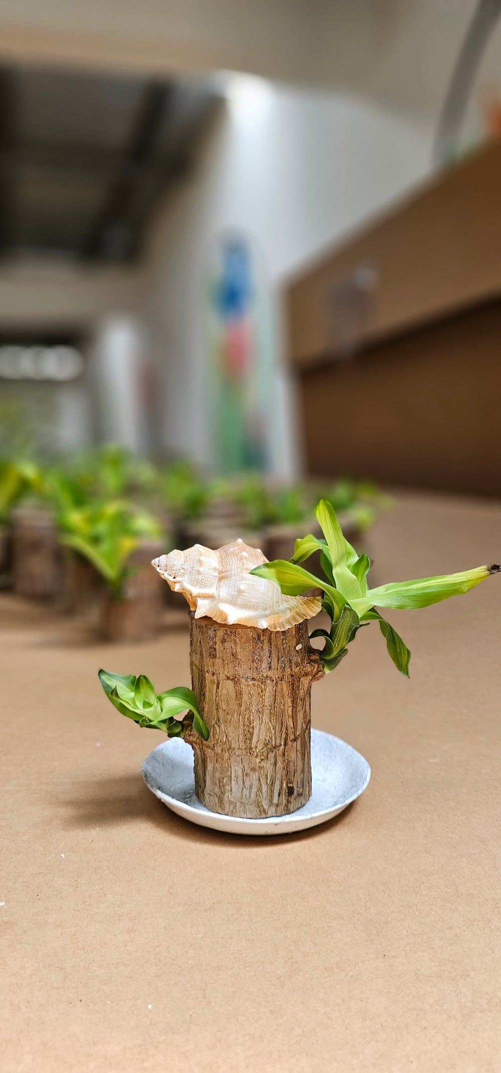 Planty Kenya | Indoor Plants, Pots and more | Shop now!