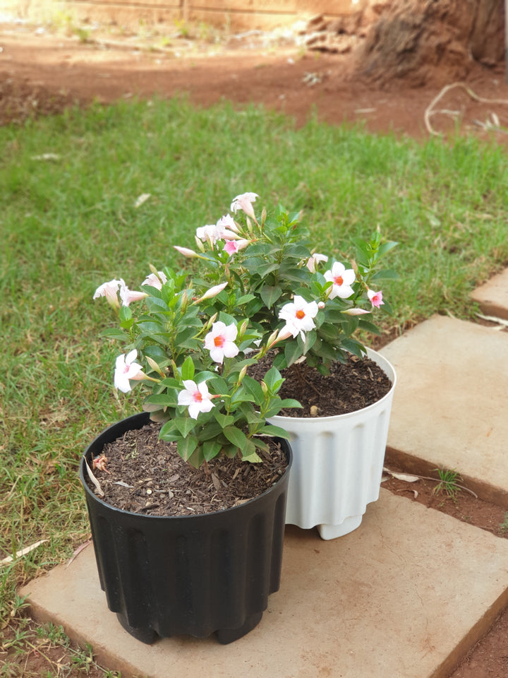 Flowering Plants – Planty Kenya